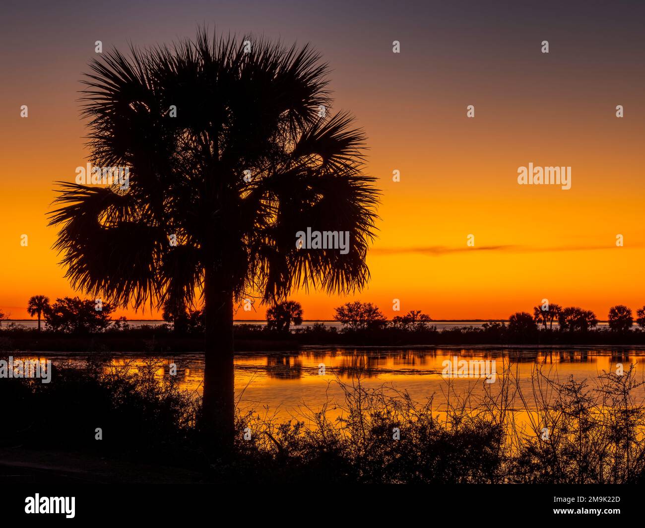 Silhouetted tree during orange-colored sunset, St. Marks National ...