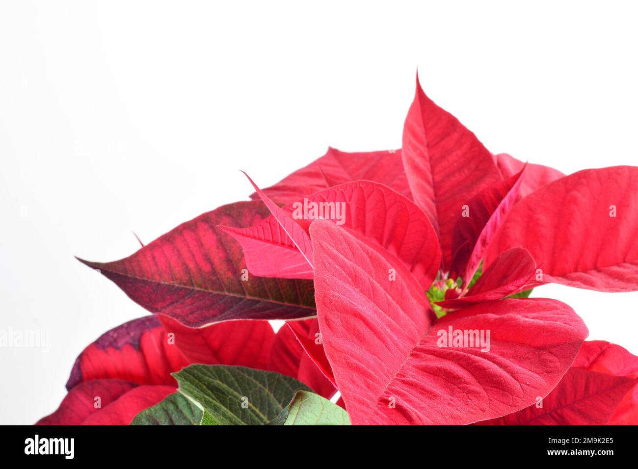 A Poinsettia plant isolated on a white background Stock Photo - Alamy