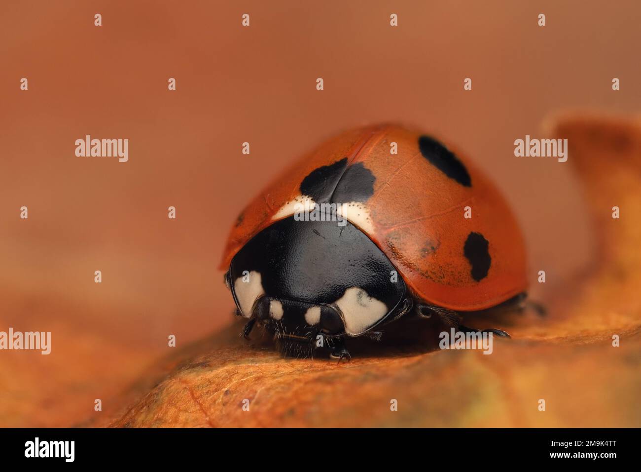 7-spot Ladybird (Coccinella septempunctata) at rest on fallen leaf ...