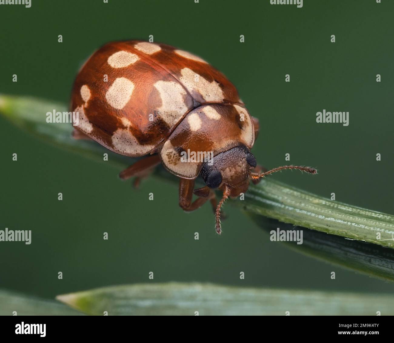 18 spot ladybird hi-res stock photography and images - Alamy