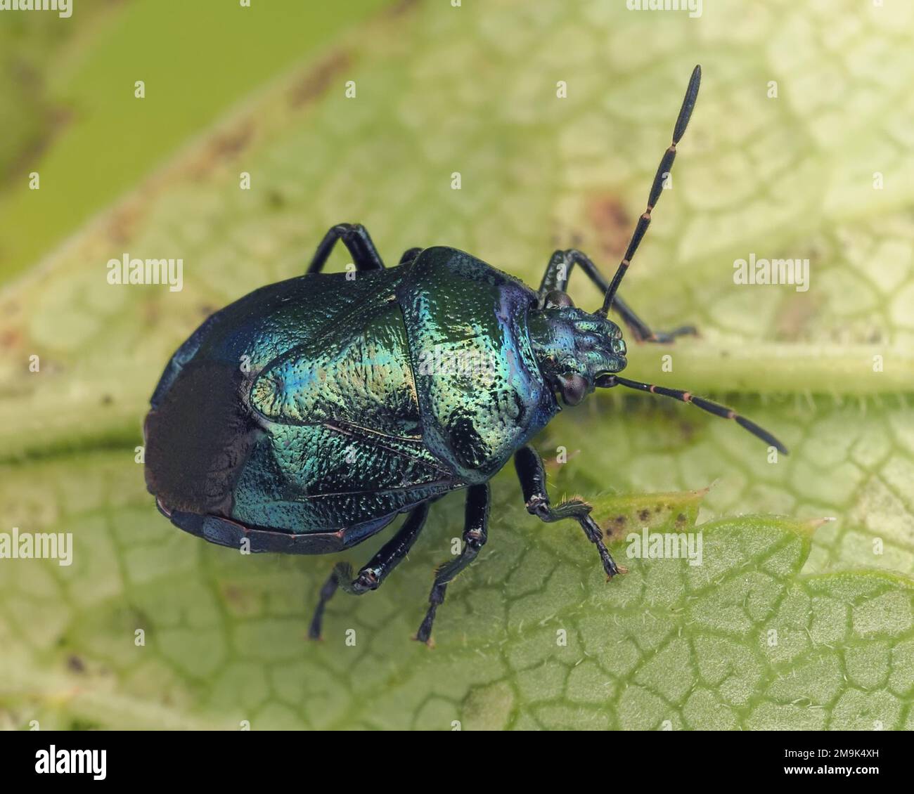 Blue Shieldbug (Zicrona caerulea) crawling on underside of leaf ...