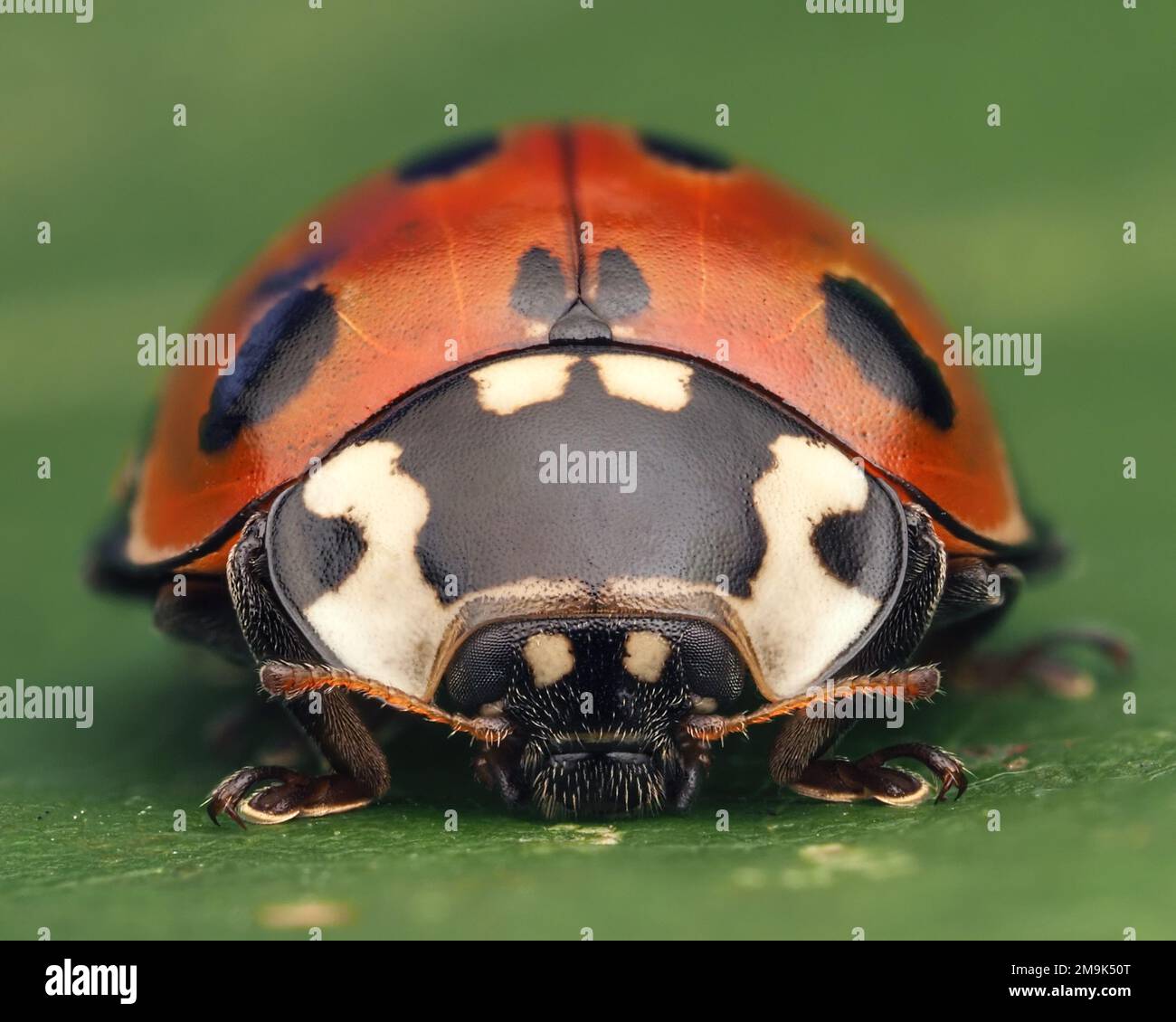 Frontal view of an Eyed Ladybird (Anatis ocellata) at rest on leaf ...