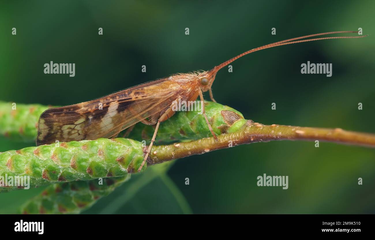 Caddisflies hi-res stock photography and images - Alamy