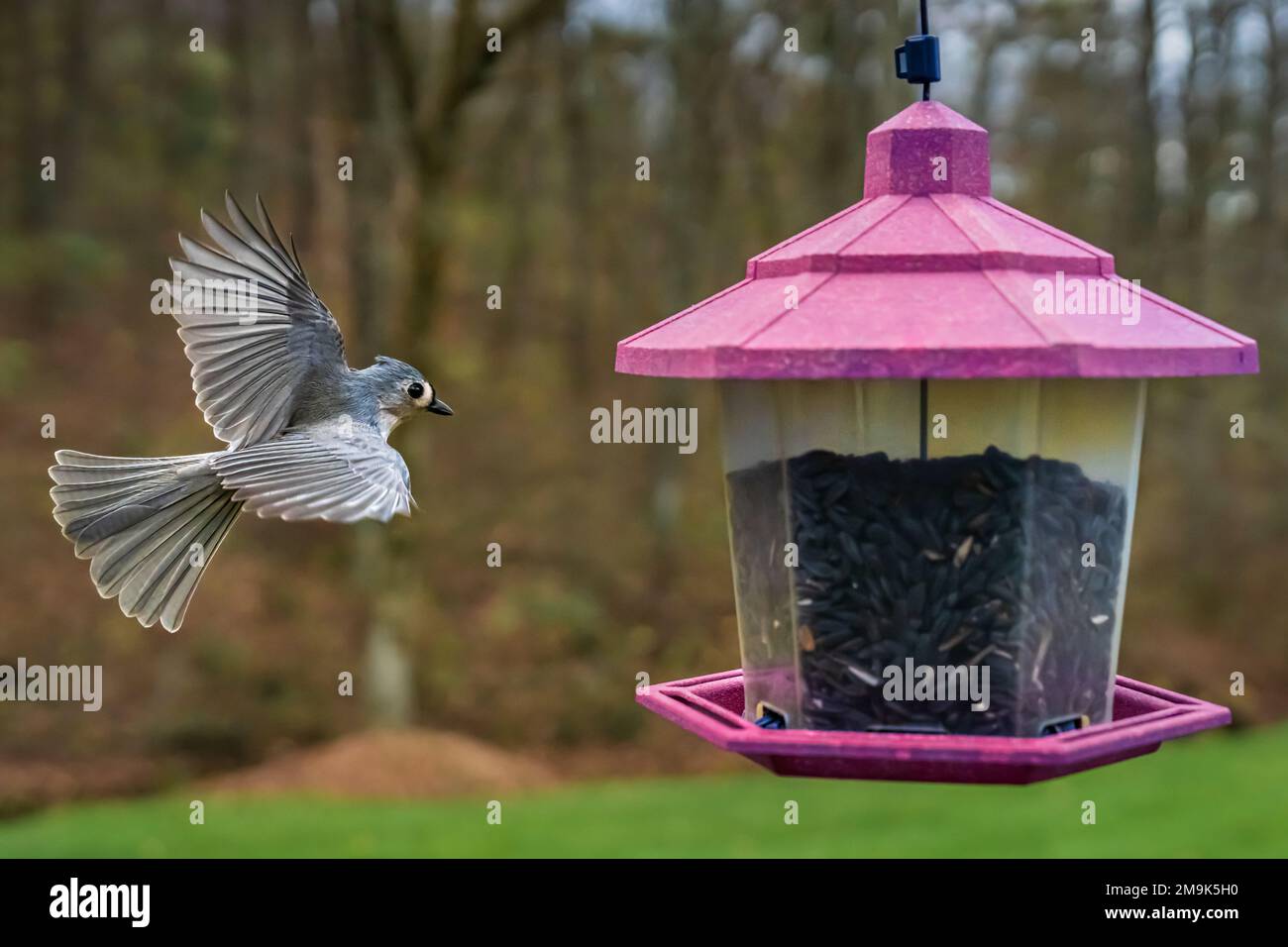 A Tufted Titmouse flying to the bird feeder against blur background ...