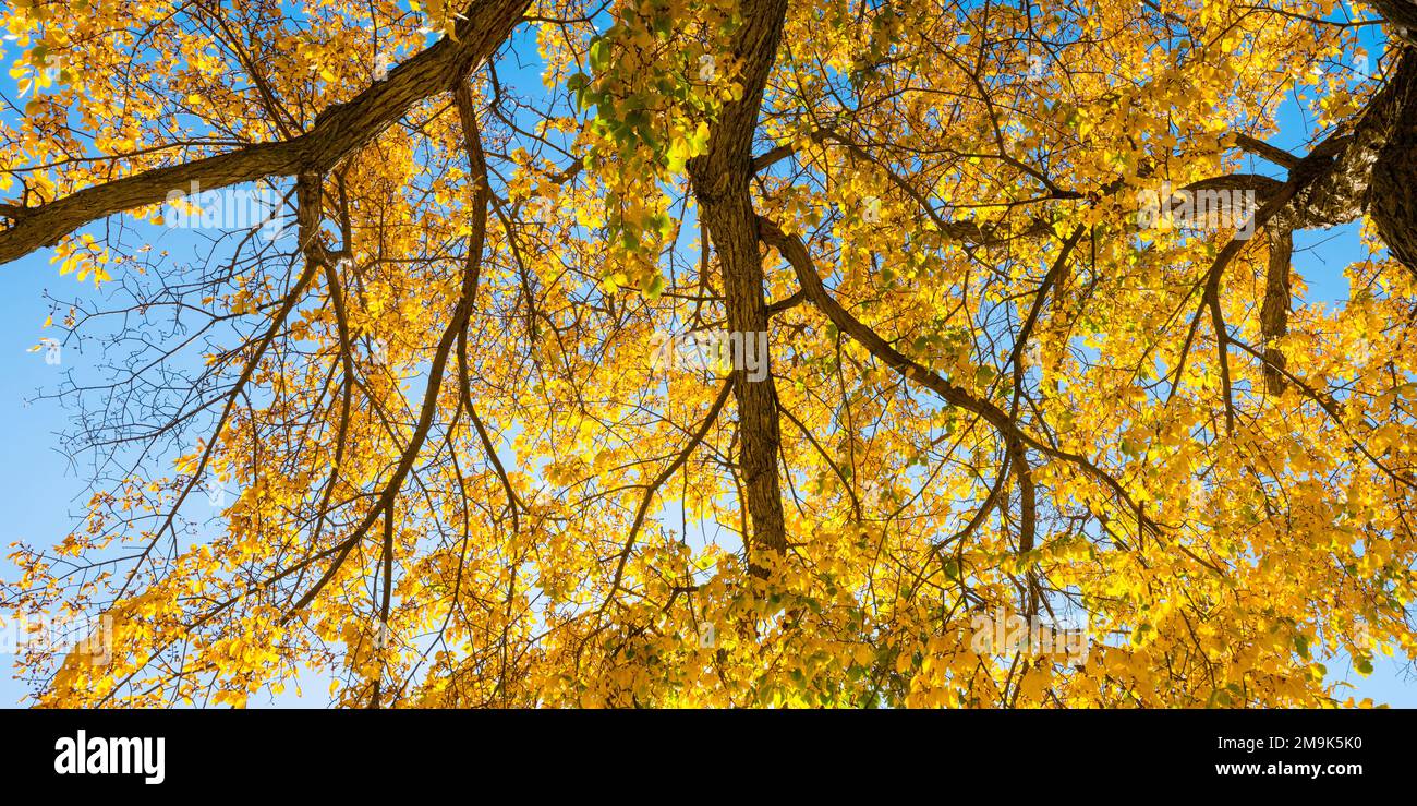 Autumn Yellow Trees Wallpaper