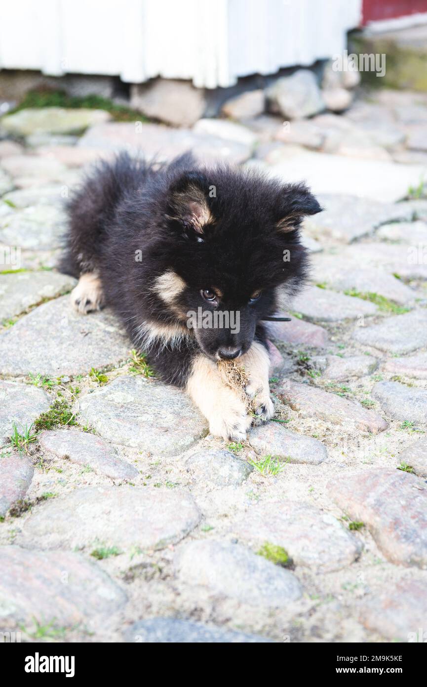 cute and playful lite puppy runing in full speed in side the house. dog ...