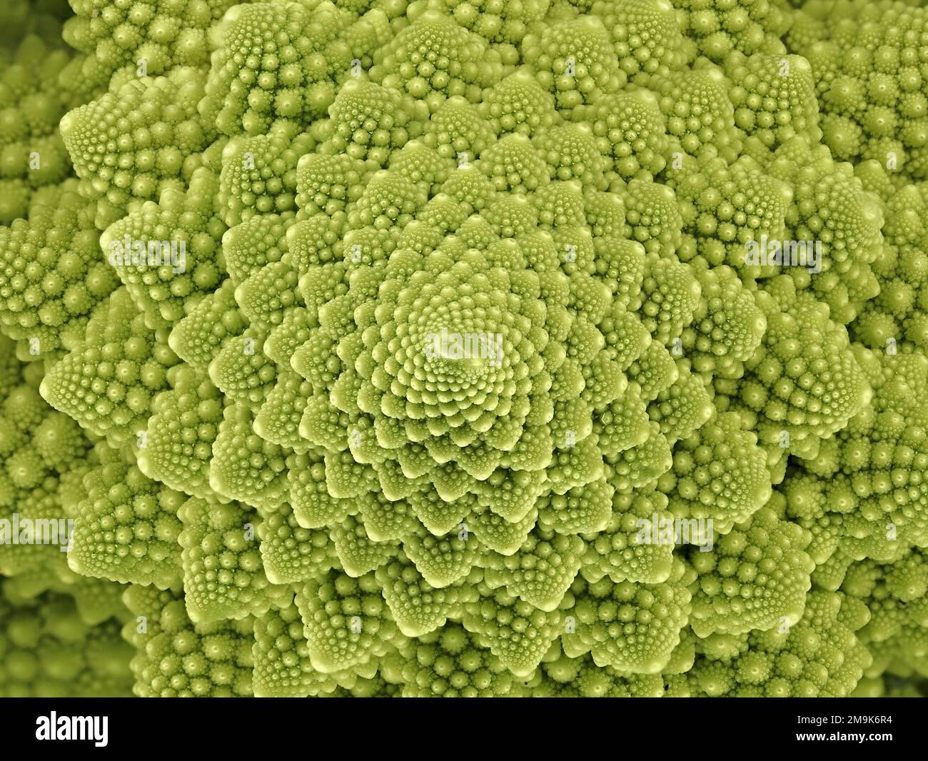 top view of a fresh green romanesco broccoli cabbage, abstract looking ...