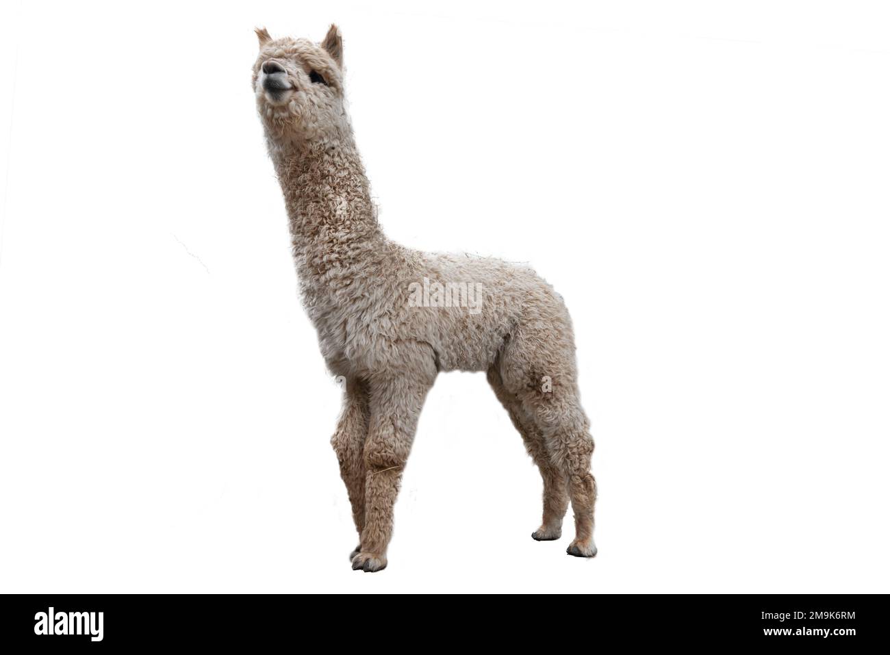 Camelid closeup Cut Out Stock Images & Pictures - Alamy