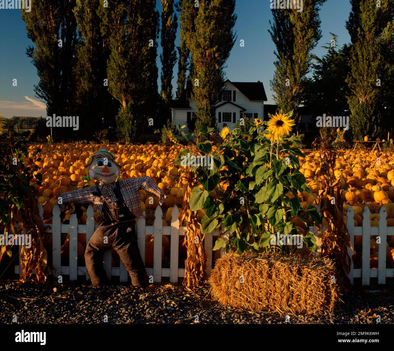 Sunflower scarecrow hi-res stock photography and images - Alamy
