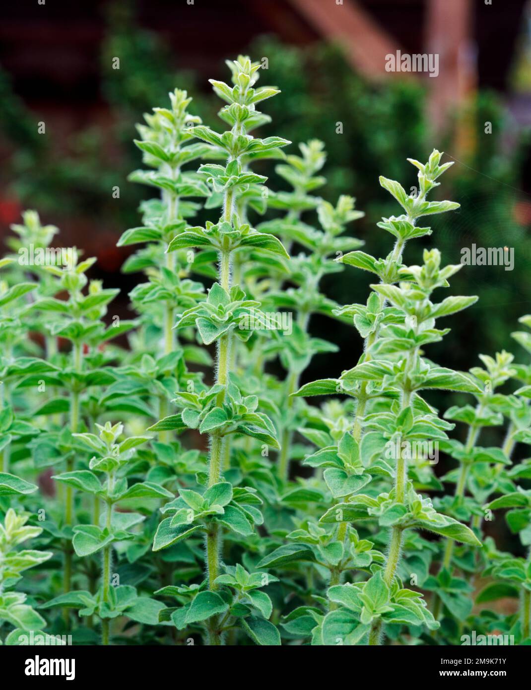 Close-up of mature oregano (Origanum vulgare) plants, Skagit County ...