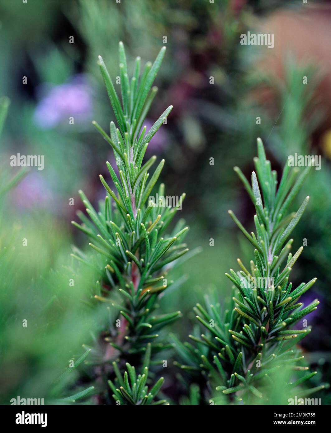 Close-up of mature rosemary (Rosemarinus officinalis) plants, Skagit ...