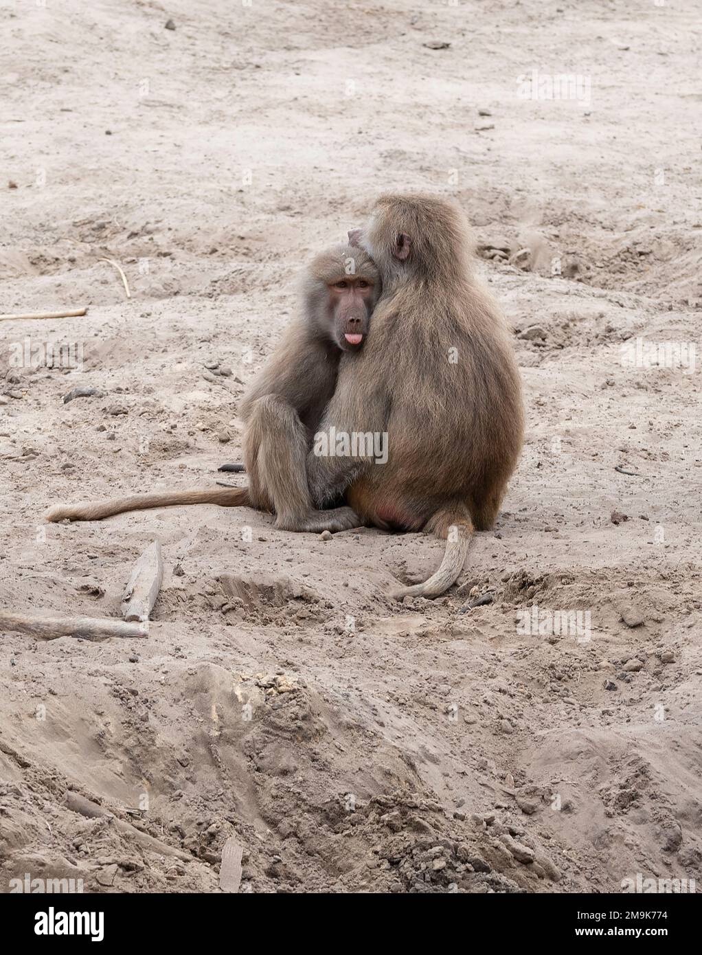 Hamadryad monkey mother and child are sitting on the ground Stock Photo ...