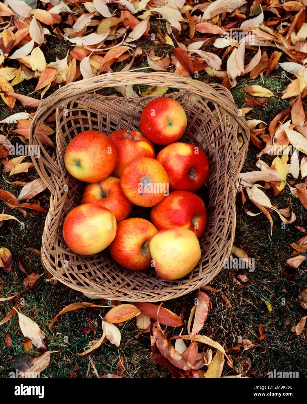 Fresh Fuji apples in basket with autumn leaves, Upper Hood River Valley ...