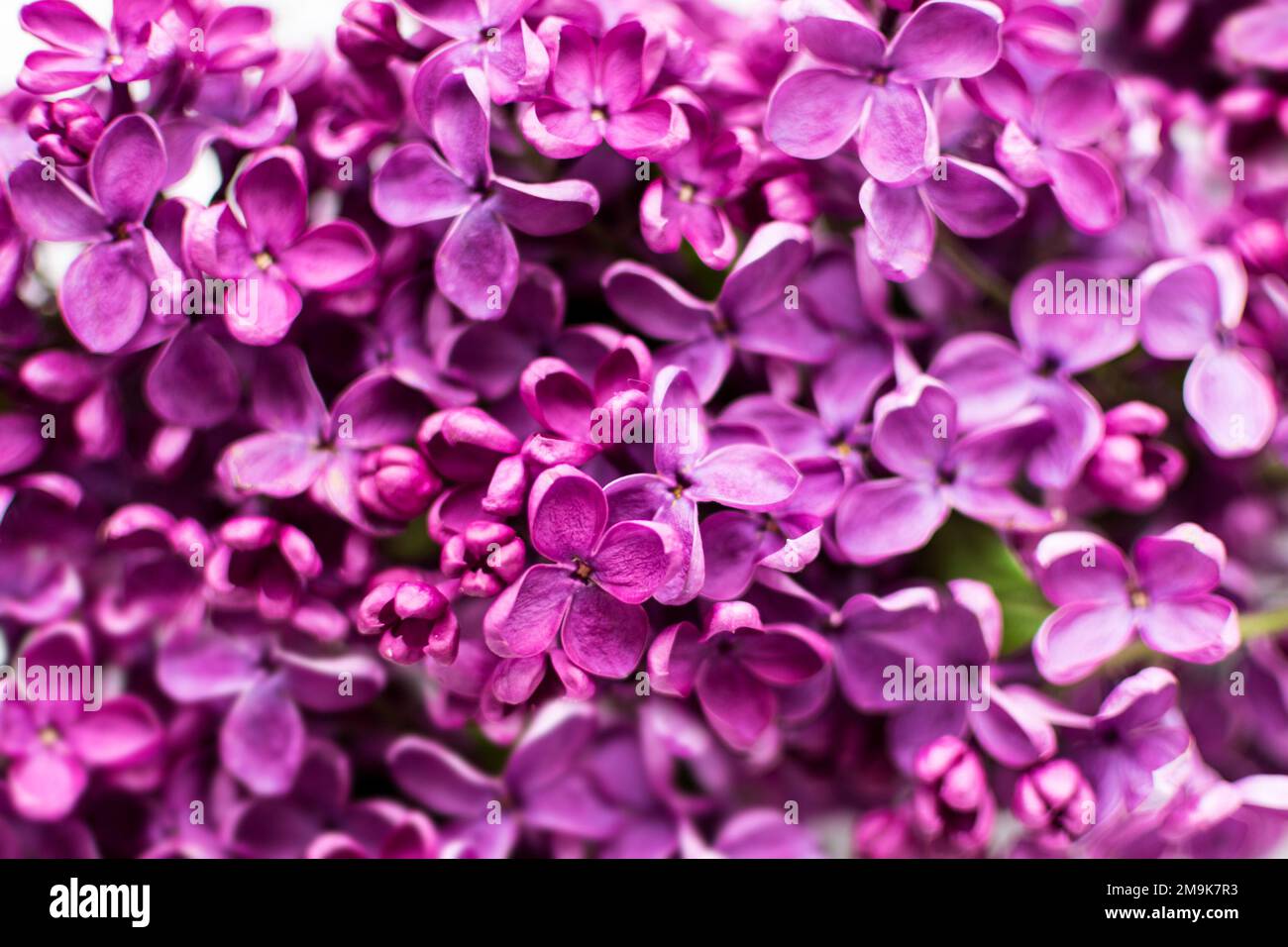 Beautiful spring flowers lilac texture background. Syringa vulgaris ...
