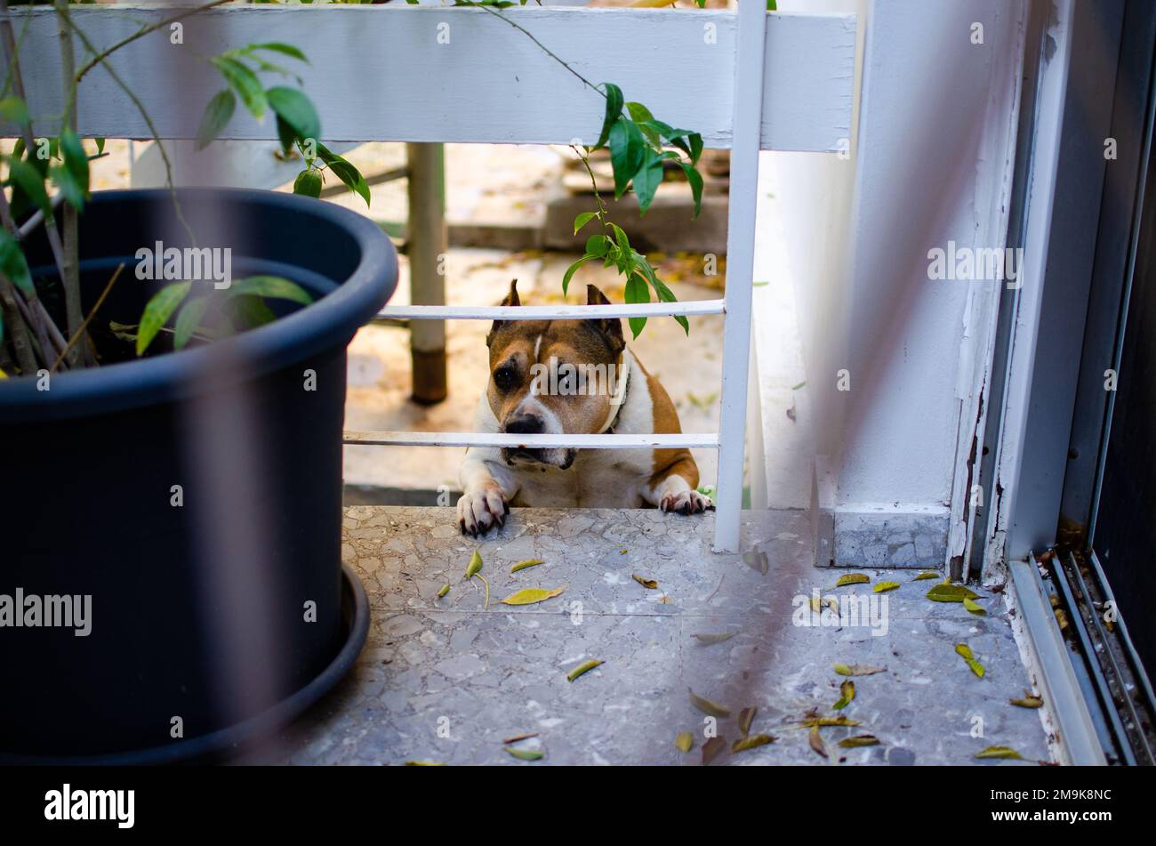 A brown and white Pitbull dog looking from behind white fence and plant ...