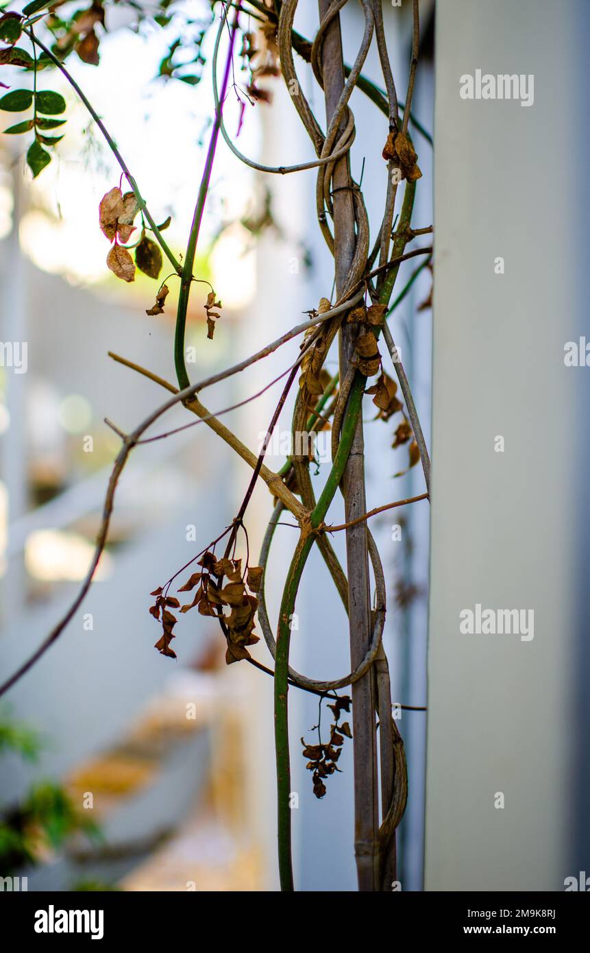 Vines wrapped hi-res stock photography and images - Alamy