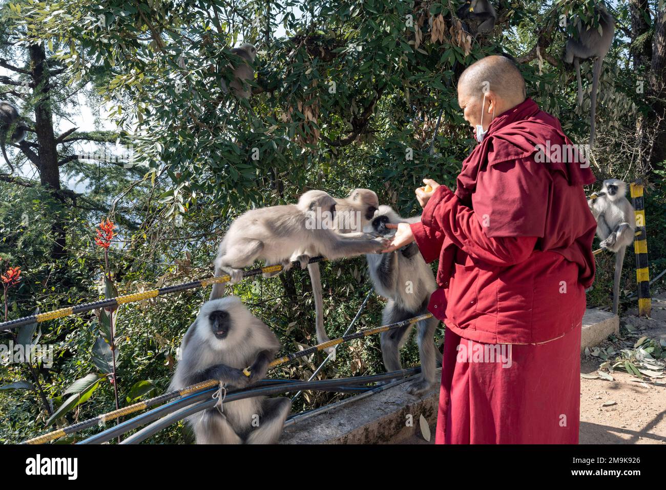 An exile Tibetan Buddhist nun feeds a group of langurs in Dharamshala ...