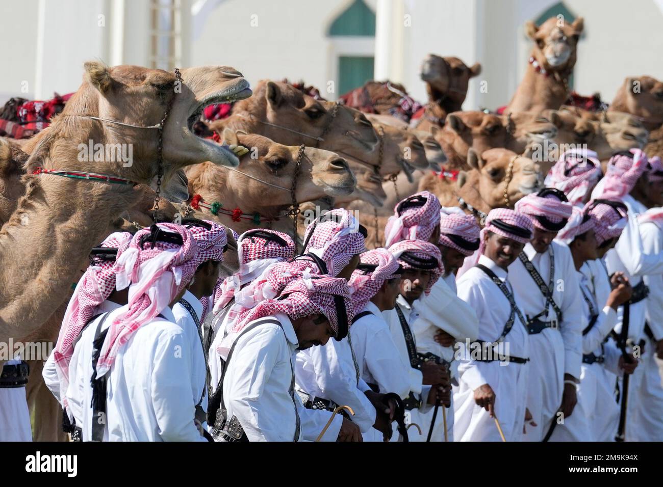 Guards pause with their camels outside the Amiri Diwan in Doha, Qatar ...