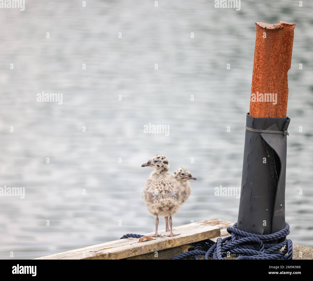 Two European herring gulls with spotted plumage standing on a deck by a ...