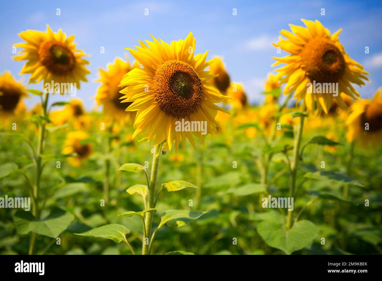 Yellow sunflowers, against the sky. Field of sunflowers on a bright ...