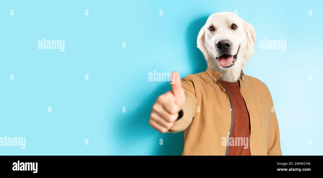 Labrador head hi-res stock photography and images - Alamy