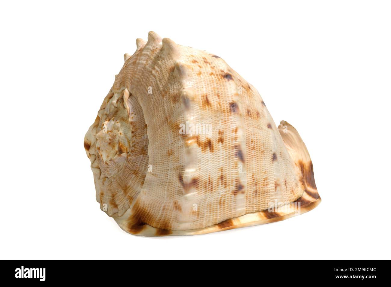 Sea shell isolated on a white background. Beautiful. Close-up in the ...