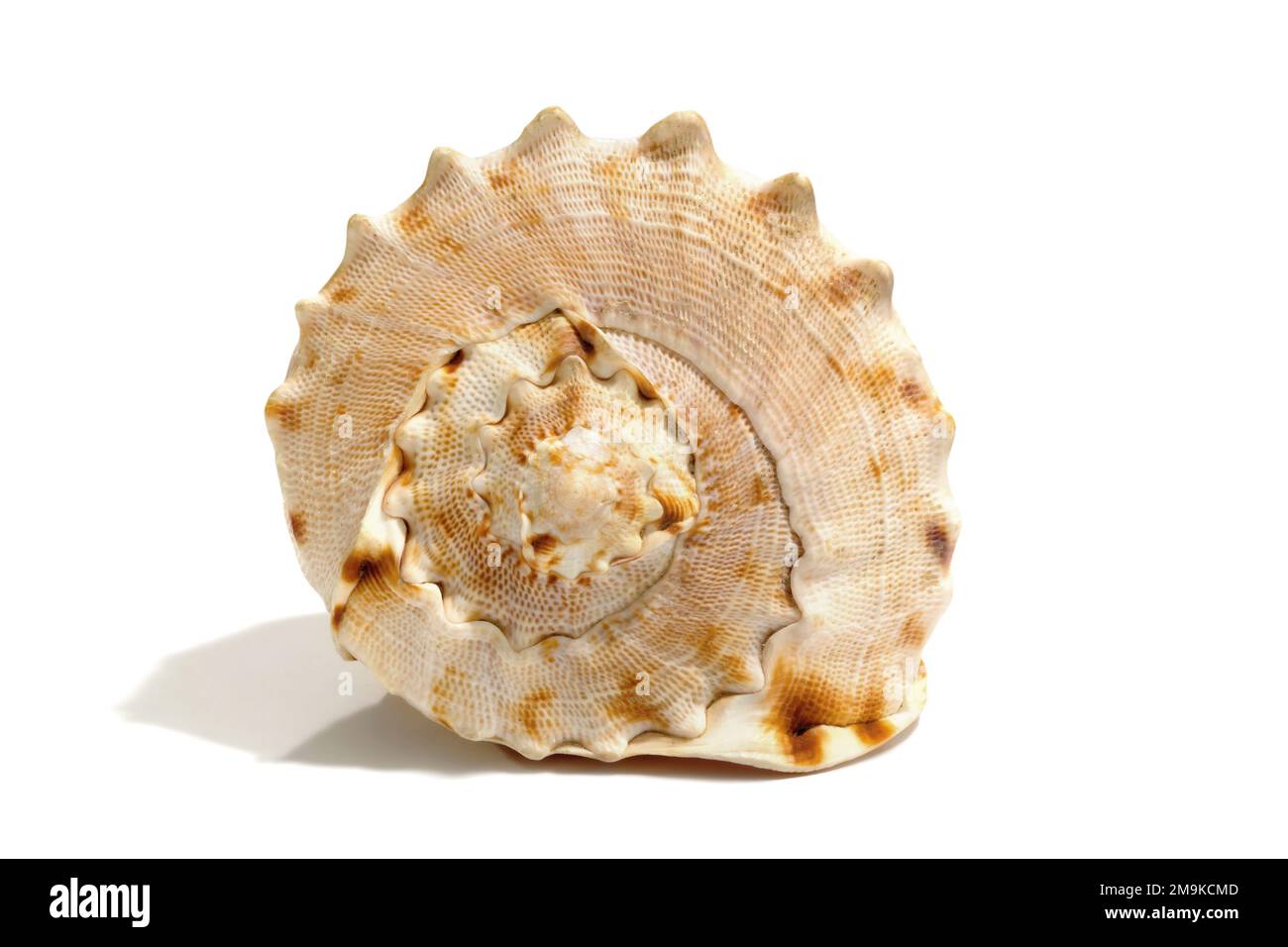Seashell white background Cut Out Stock Images & Pictures - Alamy
