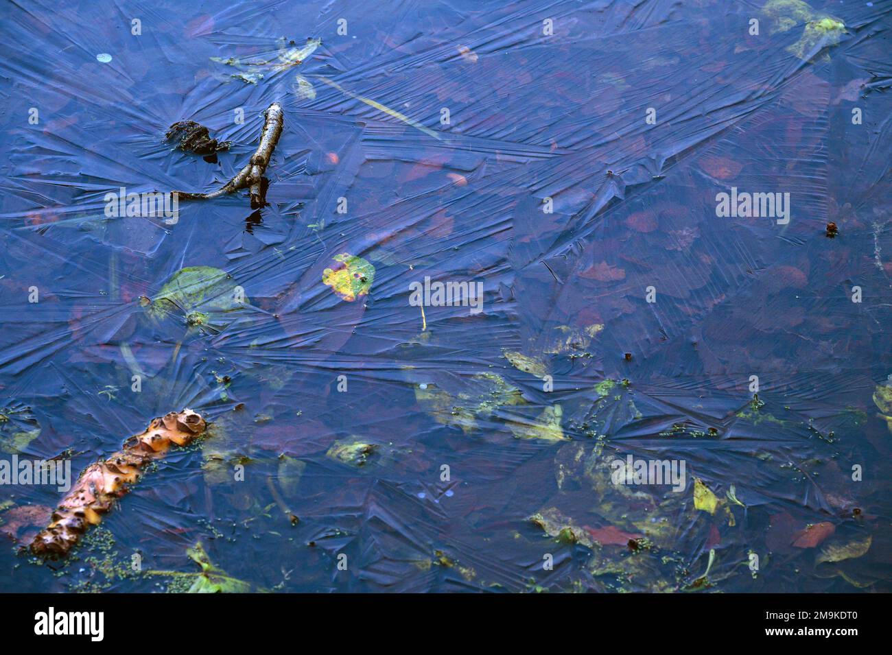 One of the Keston Ponds on Keston Common near the village of Keston in ...