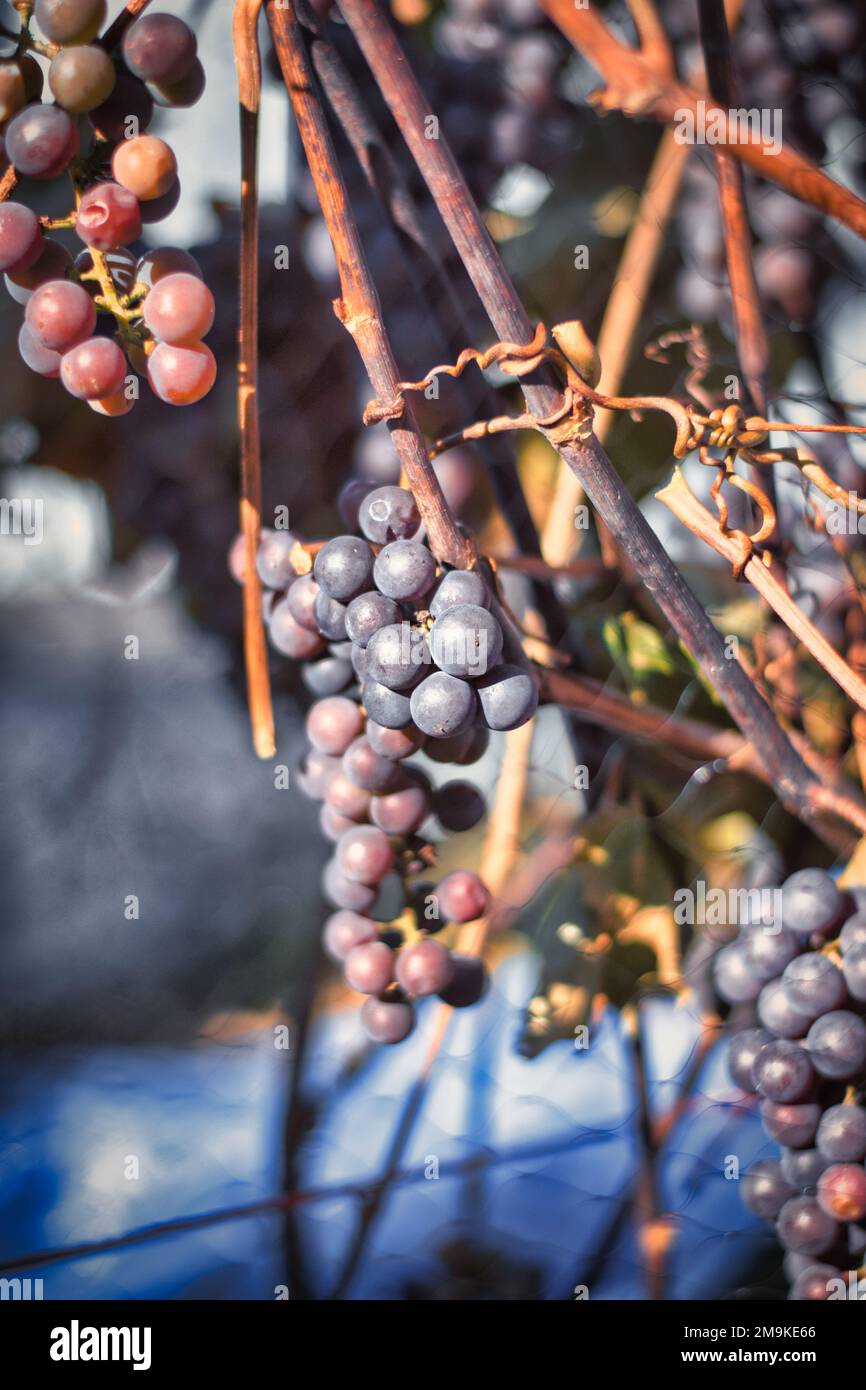 ripening black grapes in a tree branch Stock Photo - Alamy