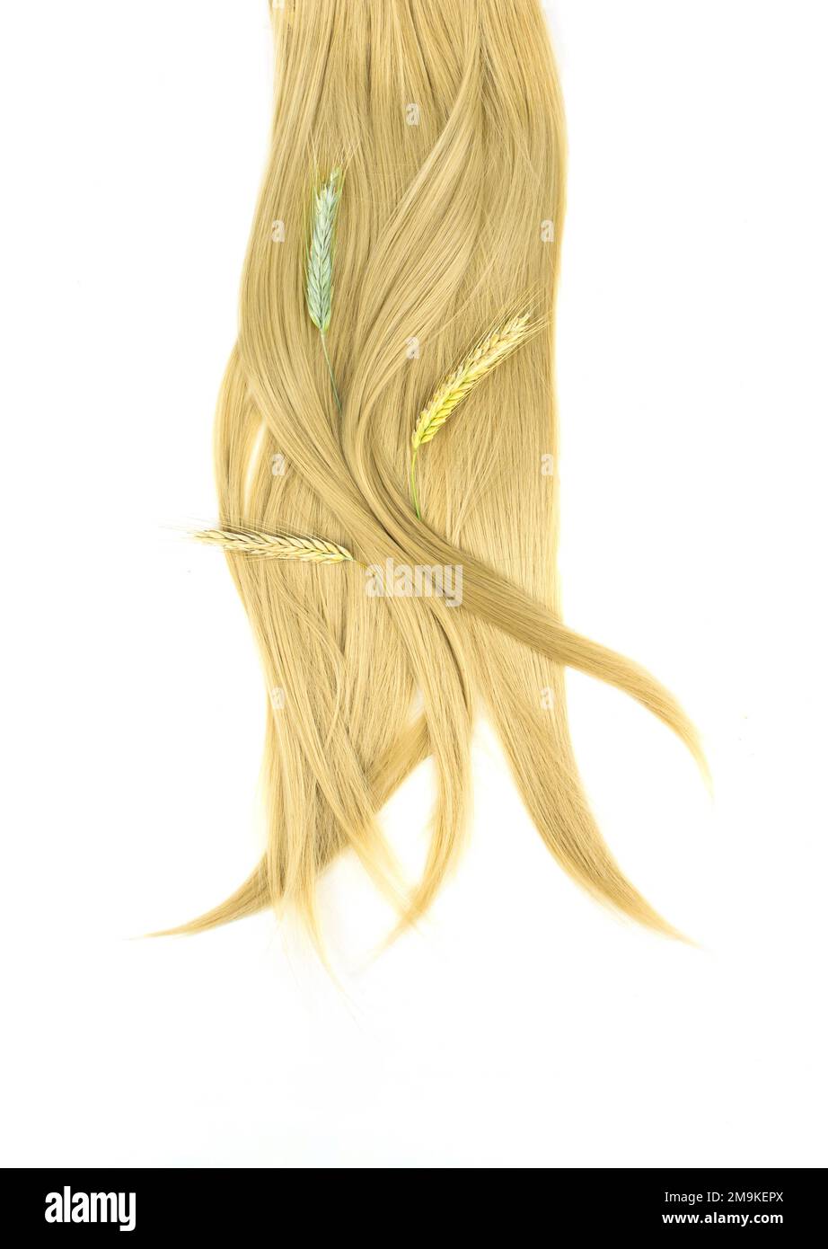Strand blond hair with sprigs of ripe wheat on white. Blond wavy hair ...