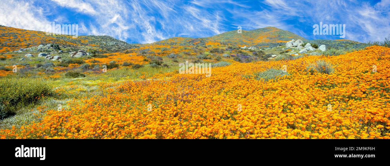 California poppy (Eschscholzia californica) super bloom in the Temescal ...