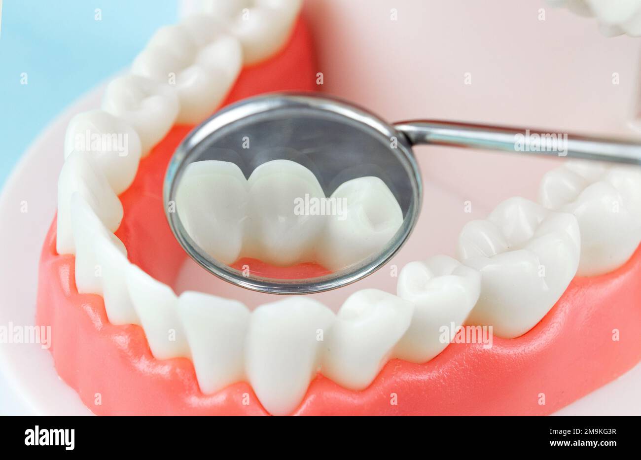 False teeth, jaws. Teeth model dentures on blue background, close-up ...
