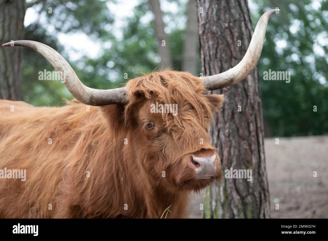 Highland Cow at safari park, the Netherlands Stock Photo - Alamy