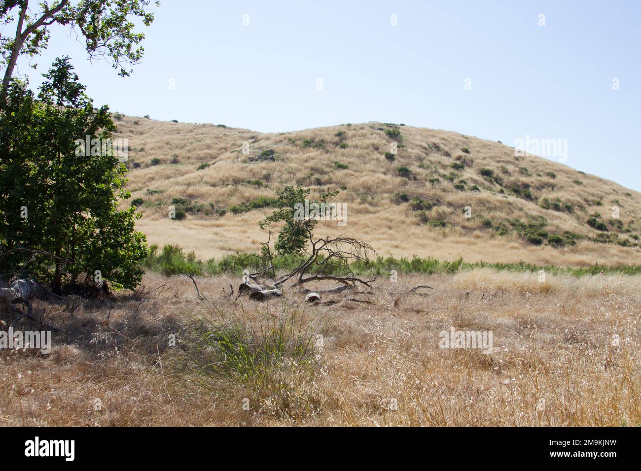 Fallen tree branches in the grass Stock Photo - Alamy