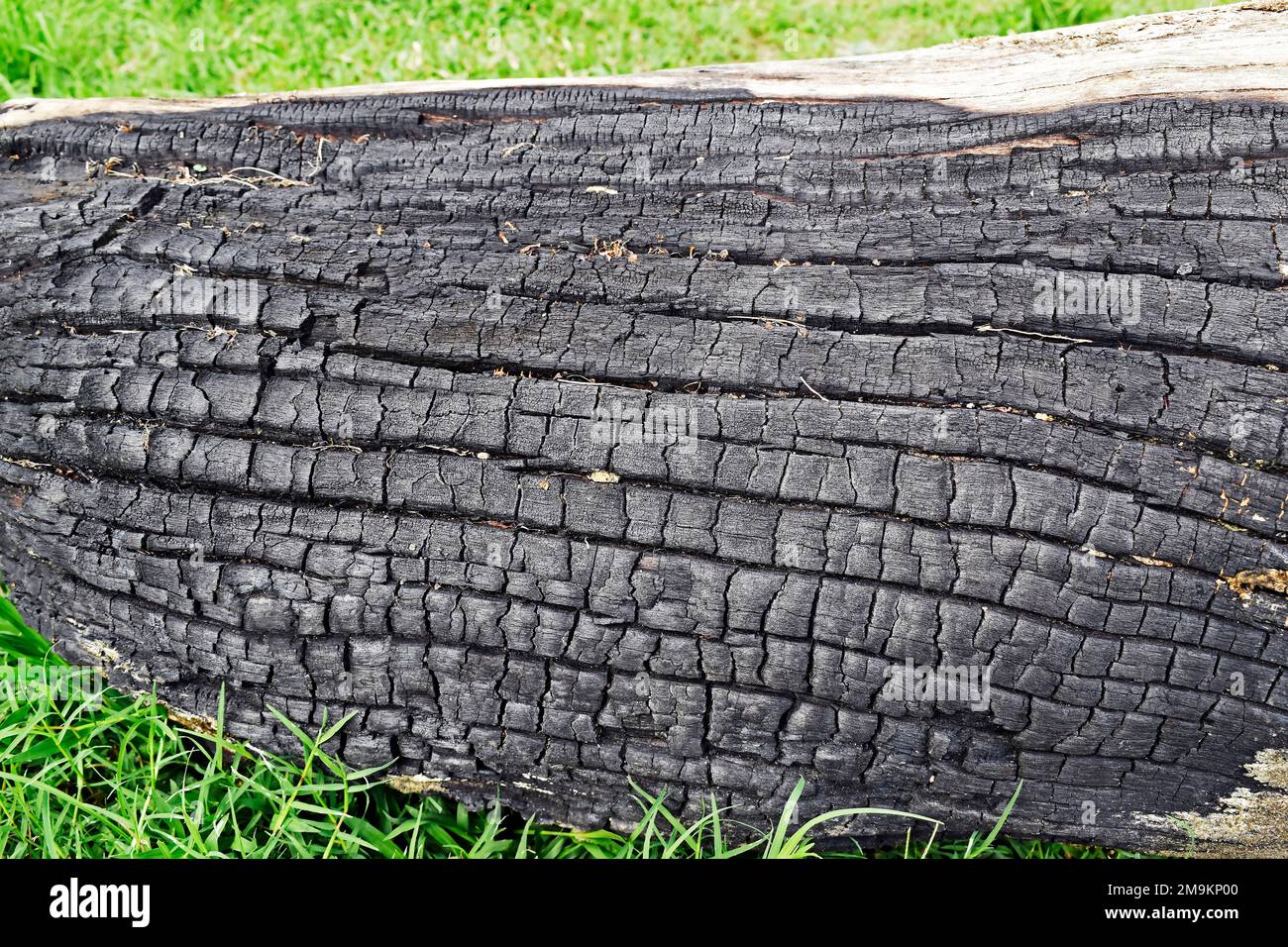 Burnt tree trunk over the grass Stock Photo - Alamy