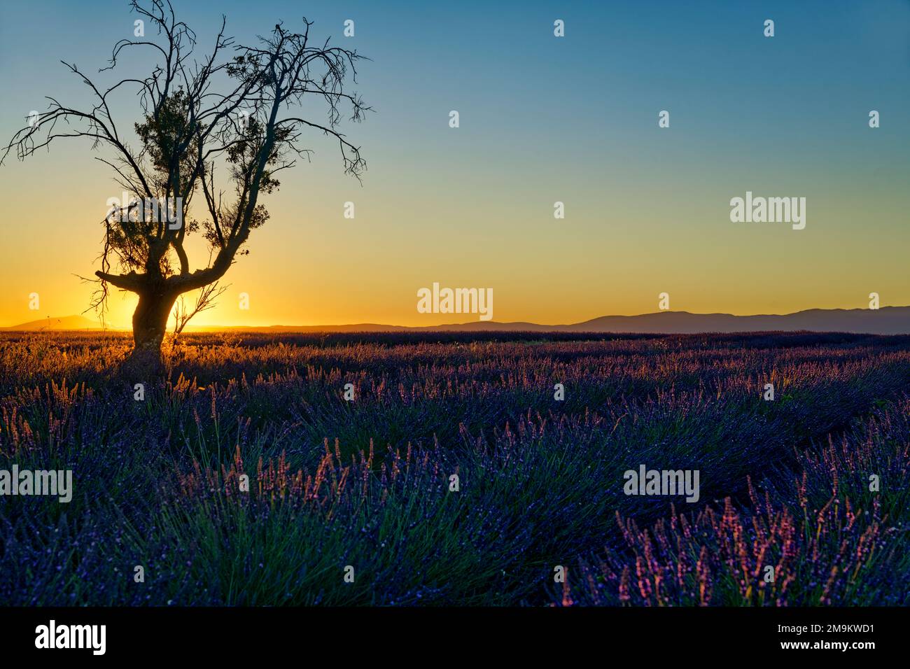 Lavender tree hi-res stock photography and images - Alamy