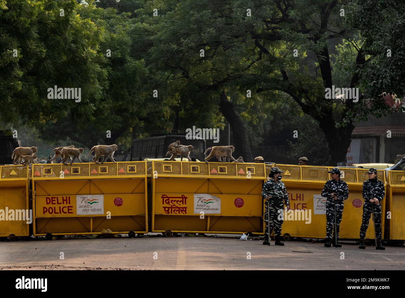 A troop of monkeys walk on a police barricade as Indian paramilitary ...