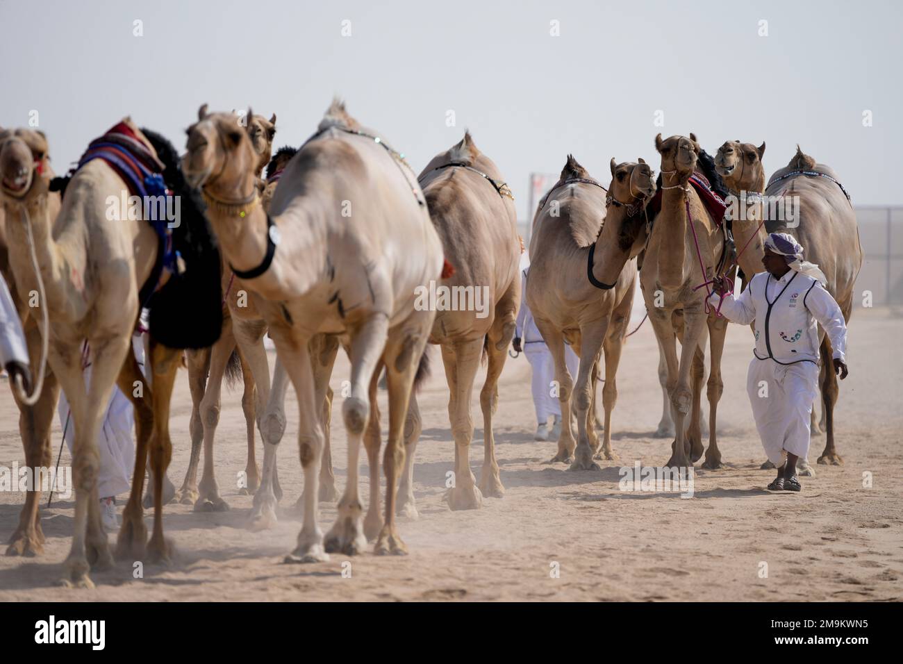 Camels parade during a pageant at the Qatar camel Mzayen Club, in Ash ...
