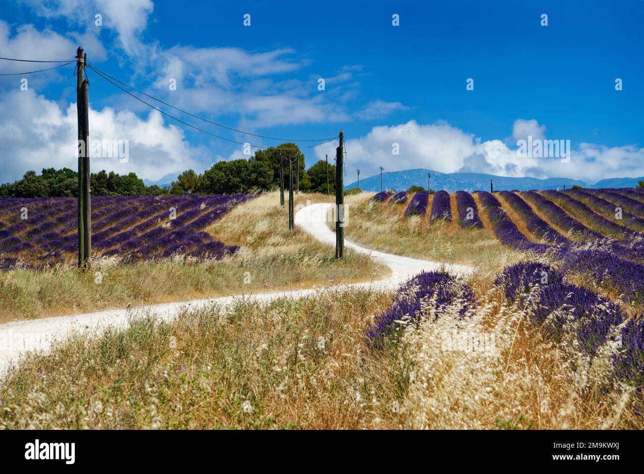 Road and telephone poles among the lavender fields, Provence, France ...