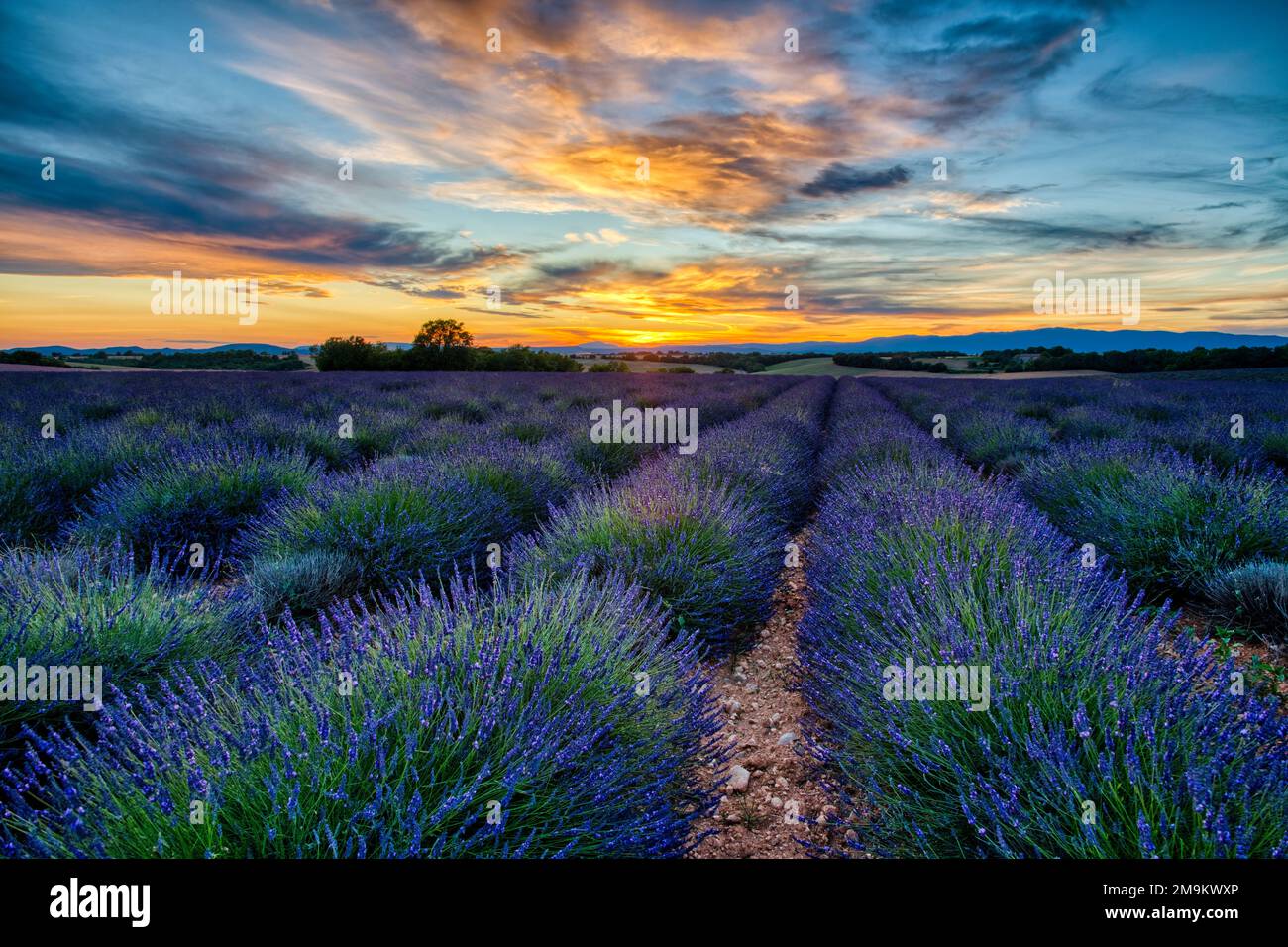 Lavender field sunset landscape hi-res stock photography and images - Alamy