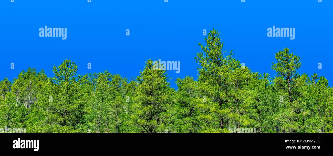 Green trees with blue sky Stock Photo - Alamy