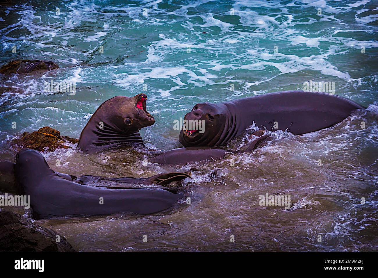Elephant seals fighting hi-res stock photography and images - Alamy