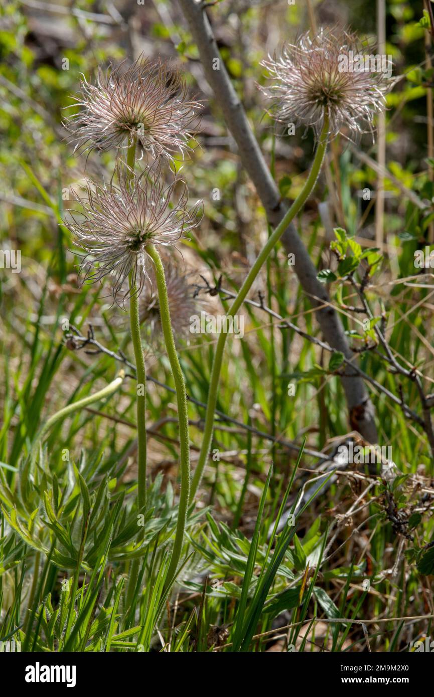 Three pappi (seedheads) of an unknown forb. Could be Clematis Stock ...