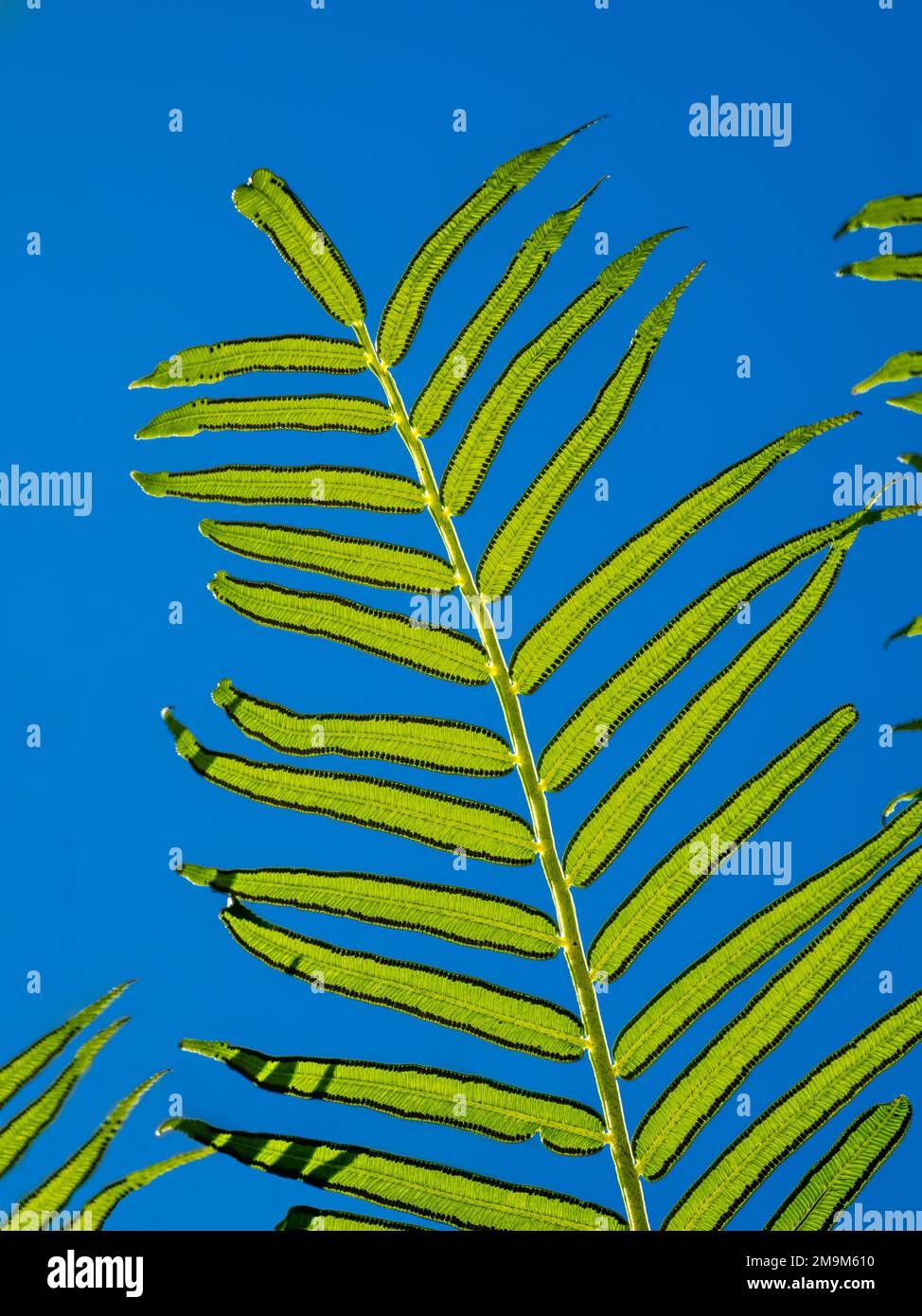 Blue palm leaf close hi-res stock photography and images - Alamy