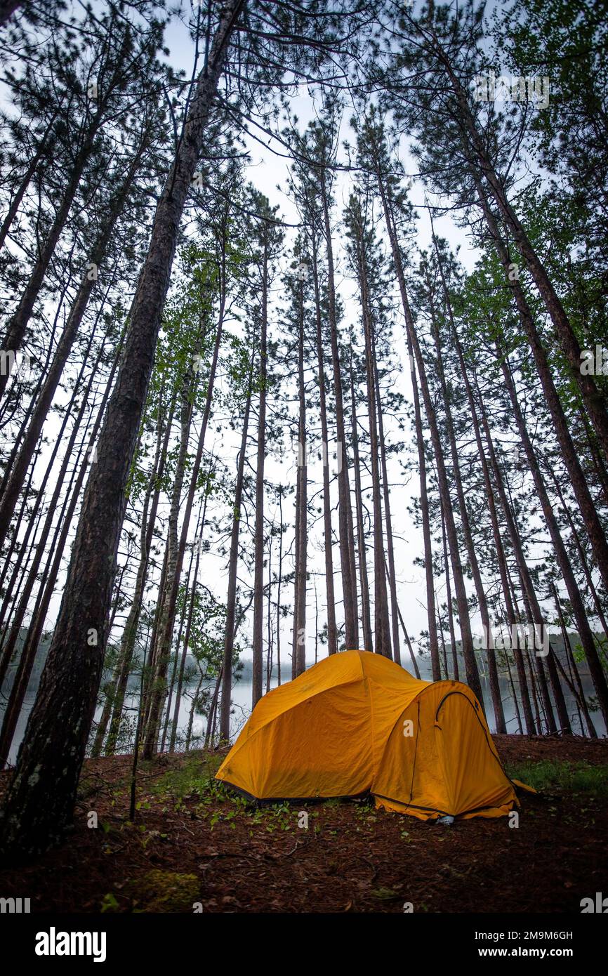Tent between trees, Maine, USA Stock Photo - Alamy