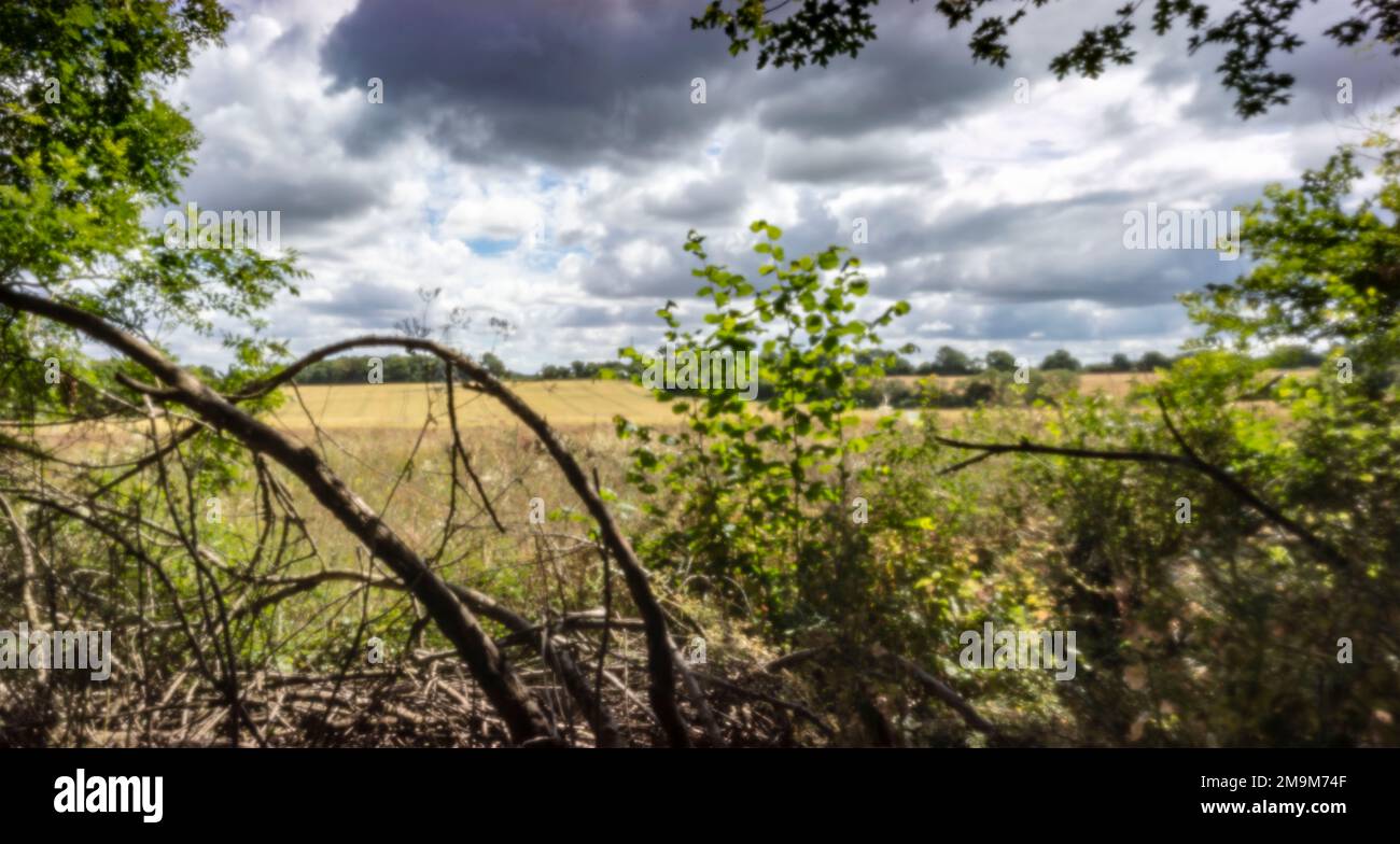 Rural idyll agricultural landscape of Barley field (Hordeum vulgare ...