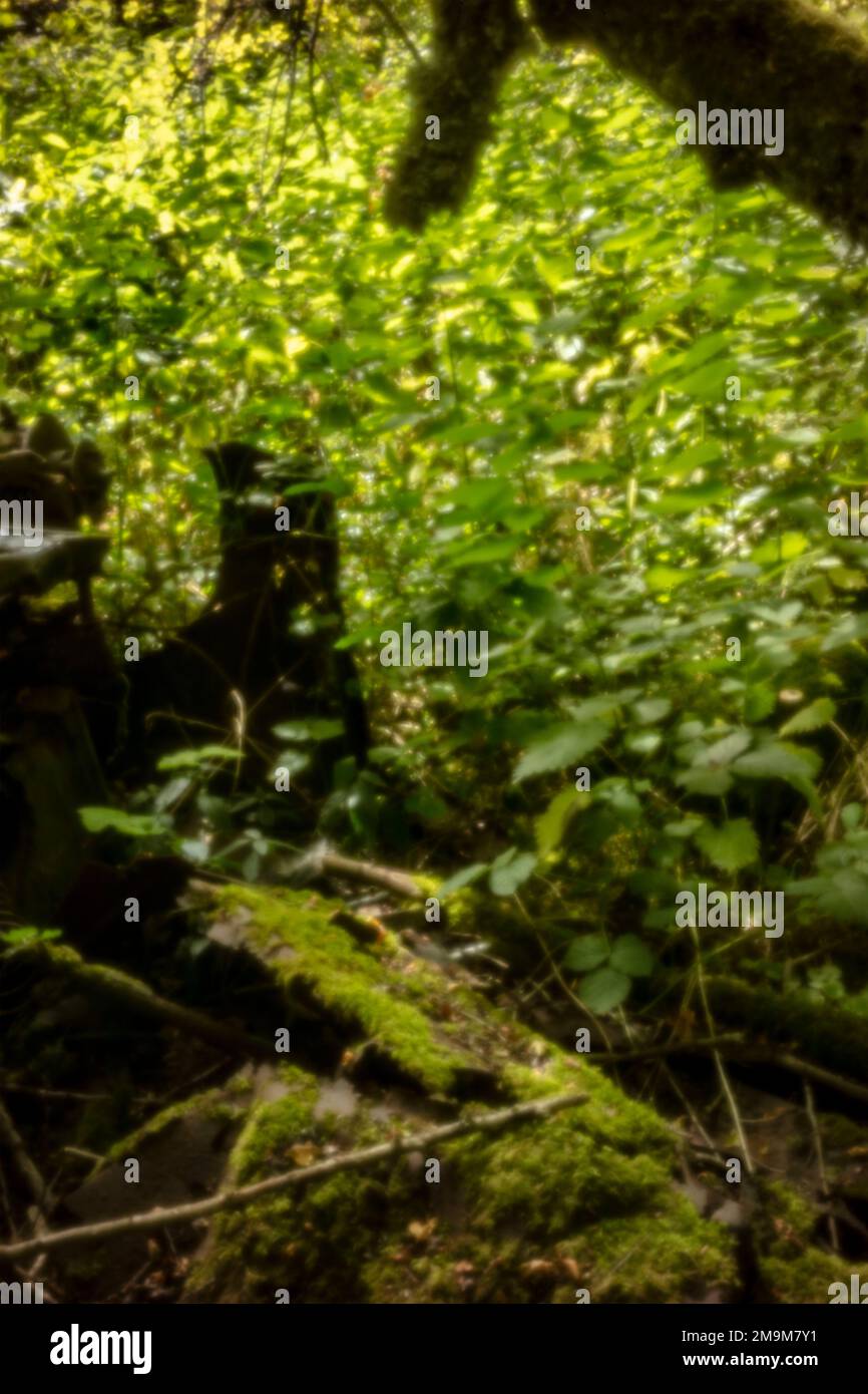 Natures chaos; natural environmental patterns formed by shapes in an ...