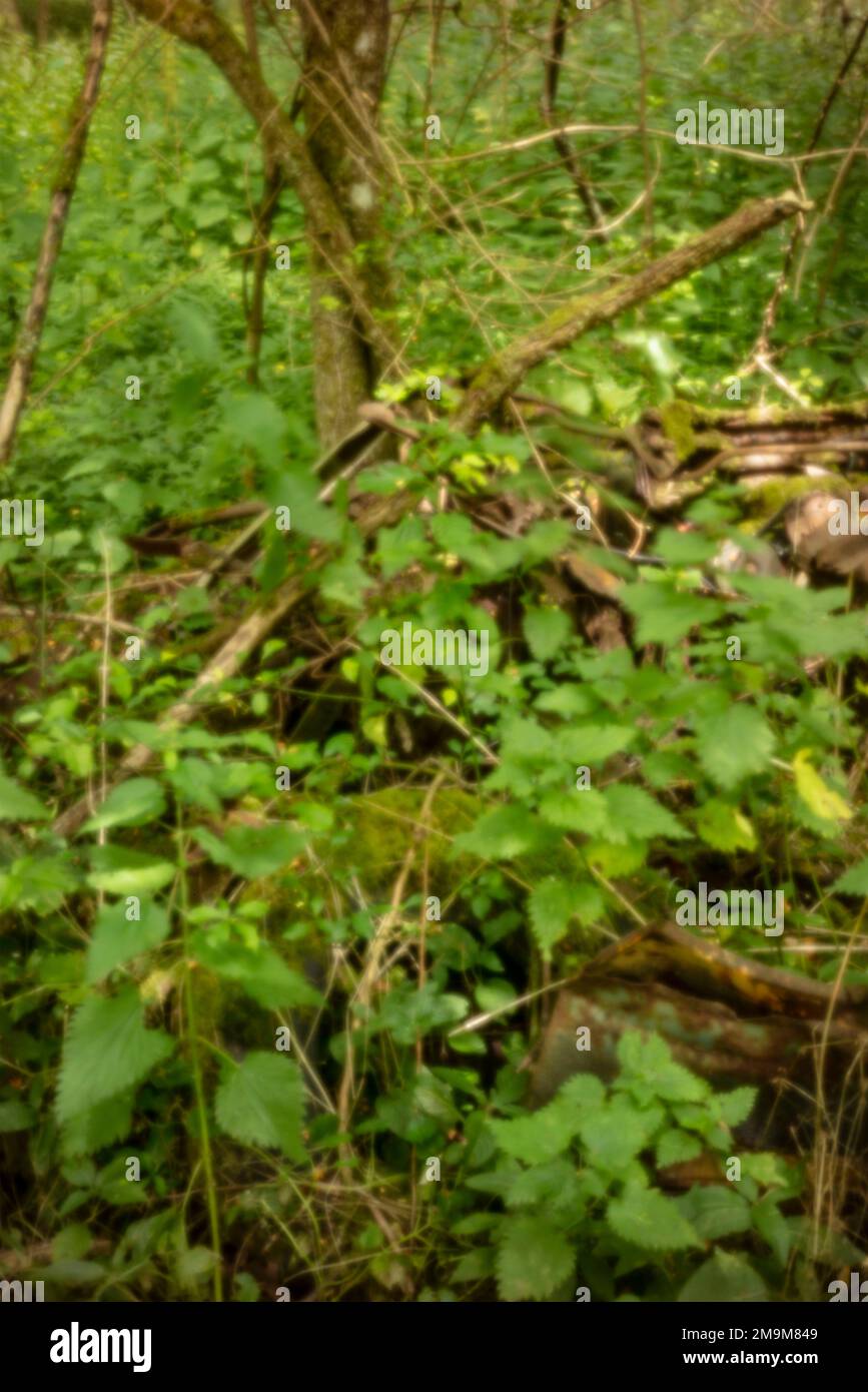 Natures chaos; natural environmental patterns formed by shapes in an ...