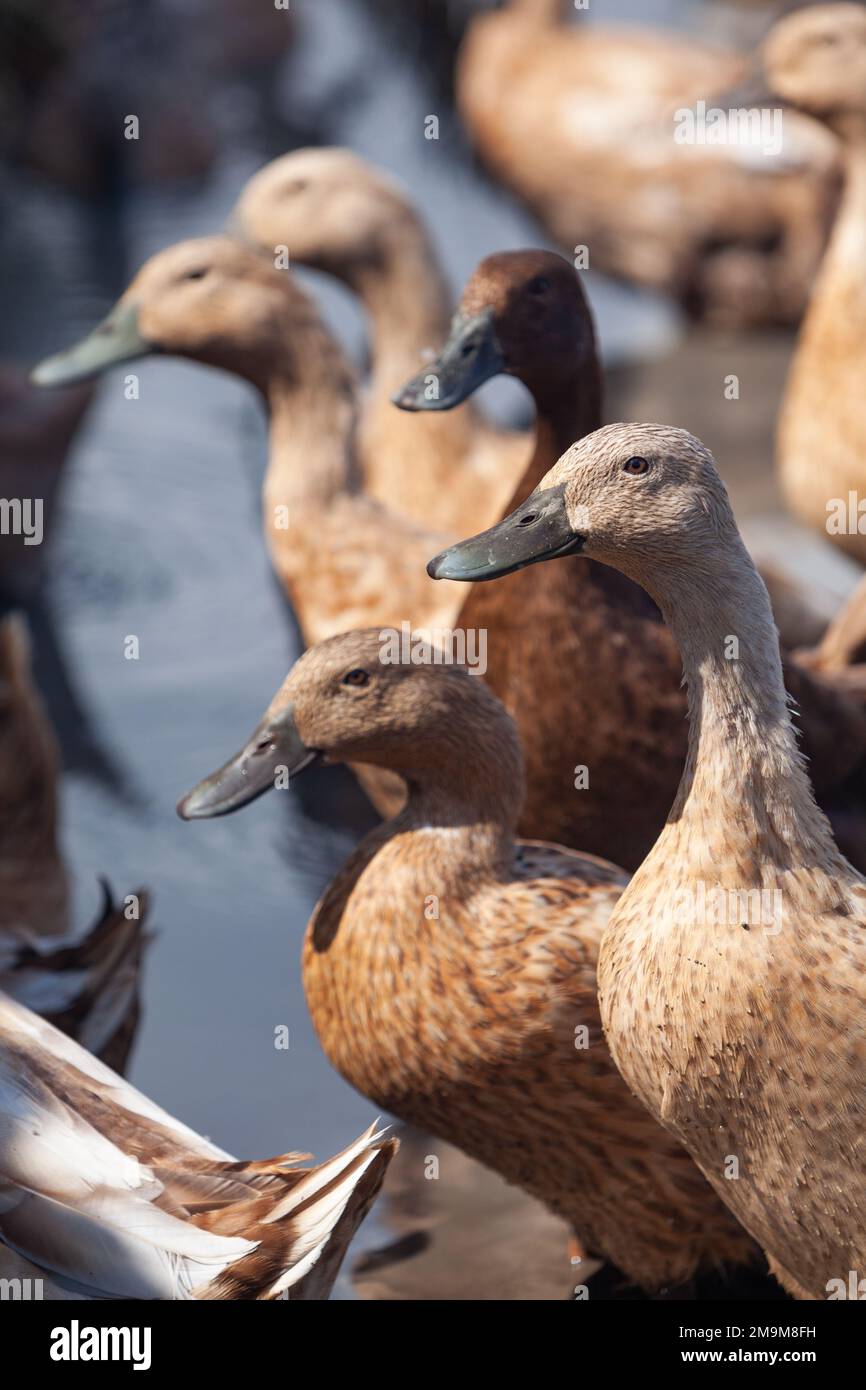 Flock of domestic ducks in Balinese rice field eating algae and insect ...