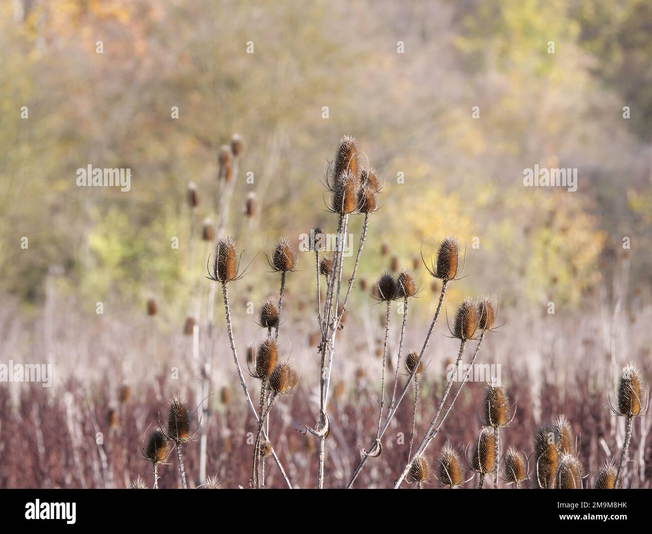 Goldfinches (Carduelis carduelis) sit on cardoons (Dipsacus) in autumn ...